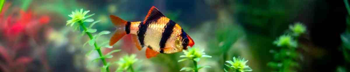 Keeping Fish Best Aquarium Products and Beginner Guides in the UK