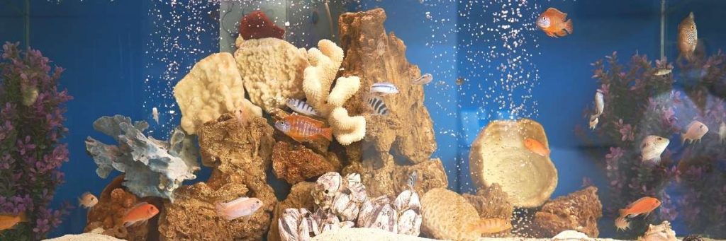 Bored Fish in the Home Aquarium: How to Relieve a Fishes Boredom